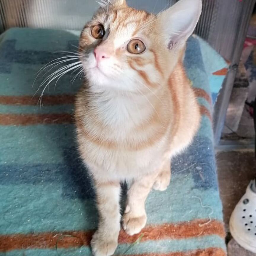 Выкинули в коробке на магазин,5-6 мес, мальчик