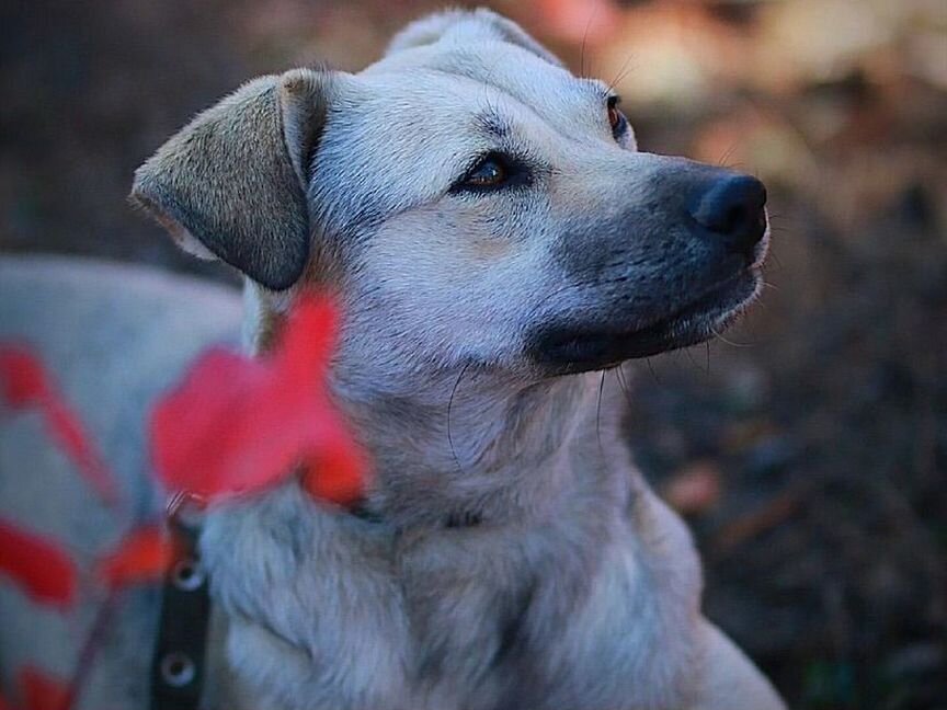 Дарси в добрые руки