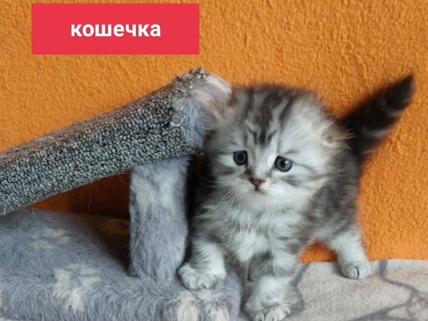 Шотландские котята