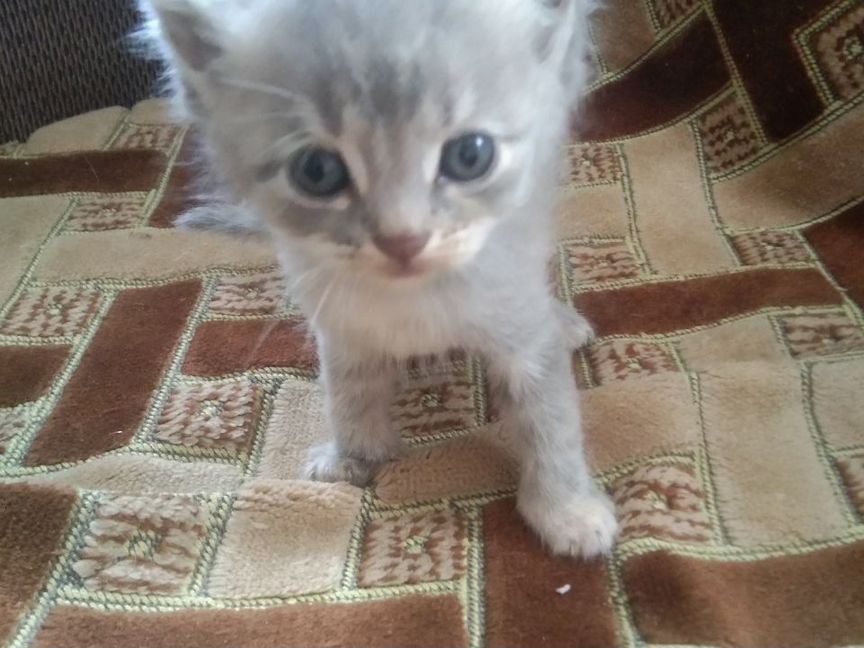 Отдаю котят в добрые руки