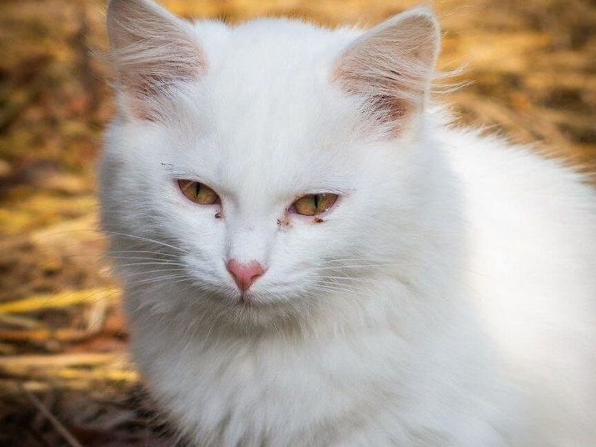 Белоснежный котенок, пушистый