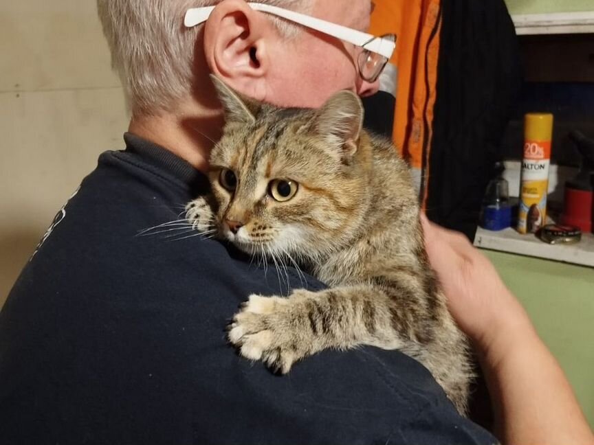Ласковая кошка окажется на улице