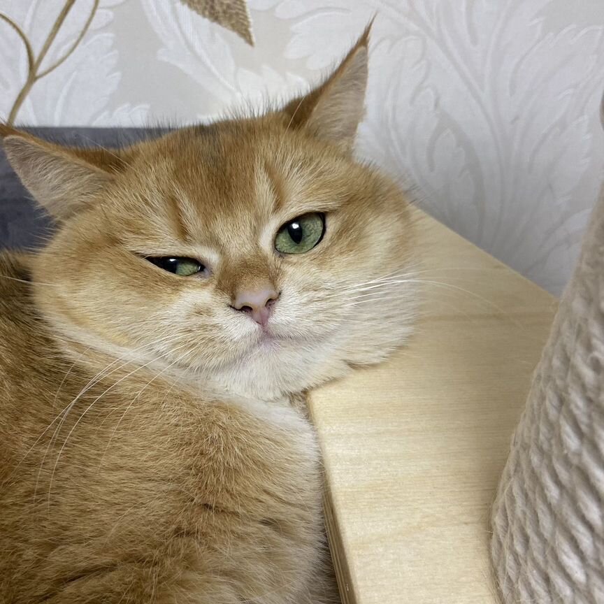 Британская кошечка Люся ny 12, 1 год