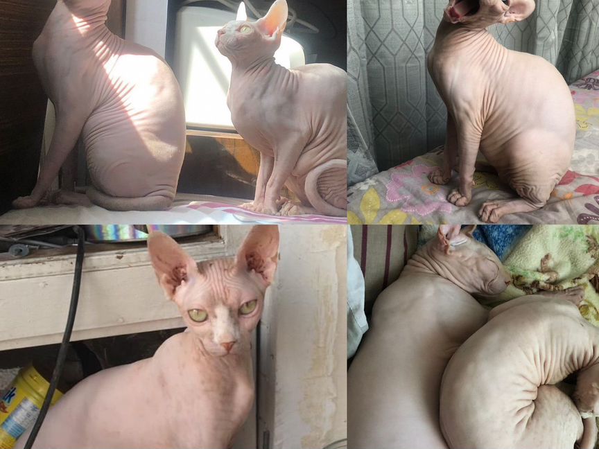 Канадский сфинкс и донской сфинкс эльф