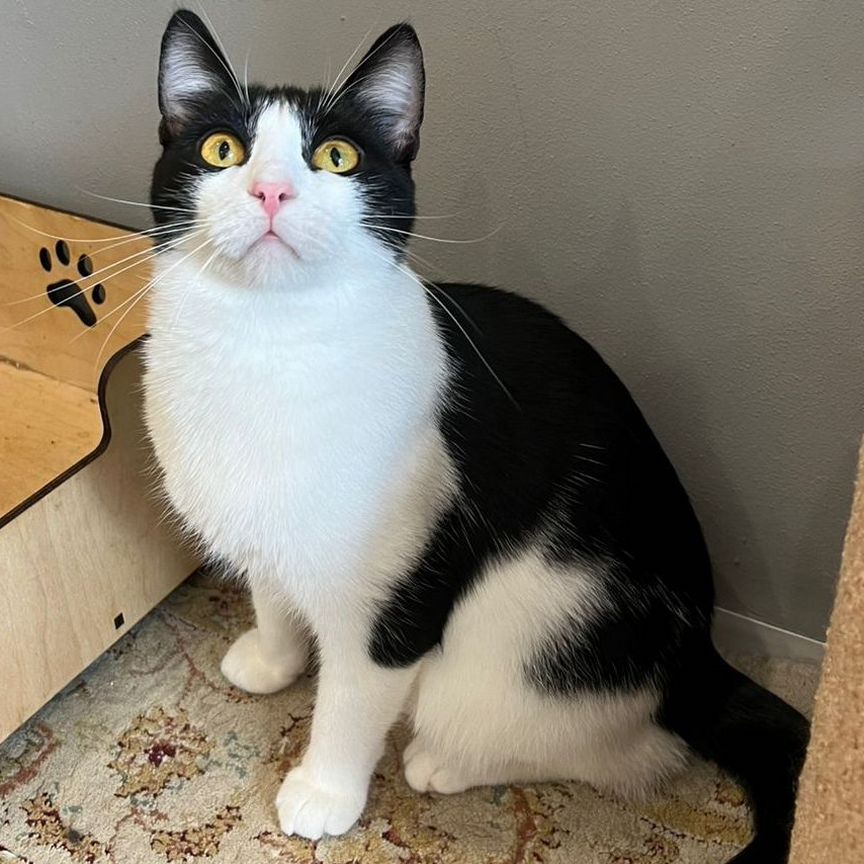 Отдадим котика