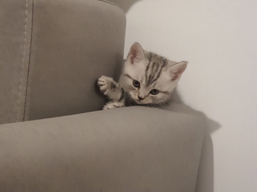 Шотландский котенок