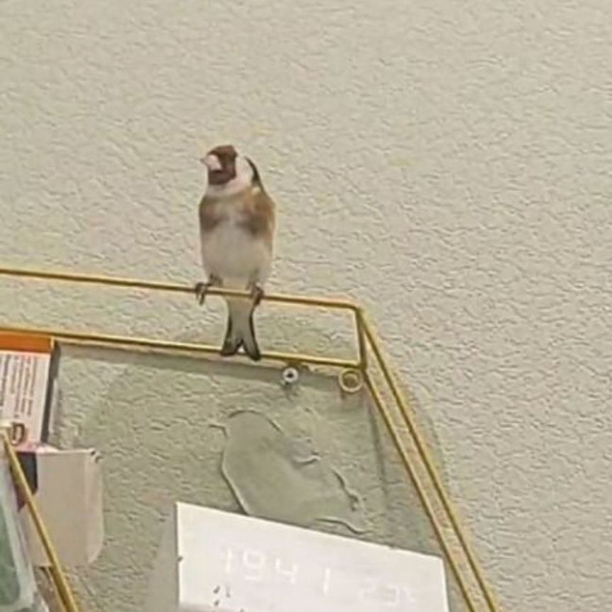 Щегол