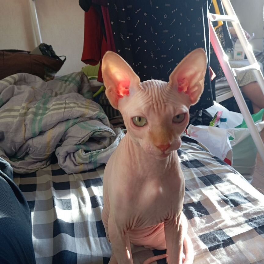 Канадский сфинкс