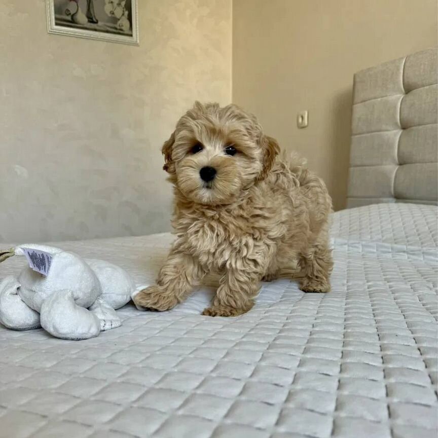 Щенки мальтипу