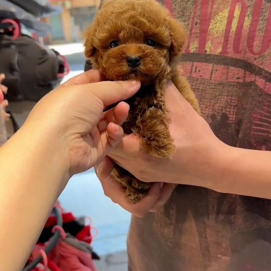 Той-пудель мальчик Тедди China