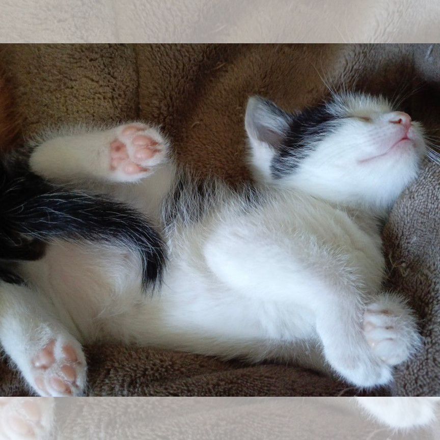 Котёнок в добрые руки