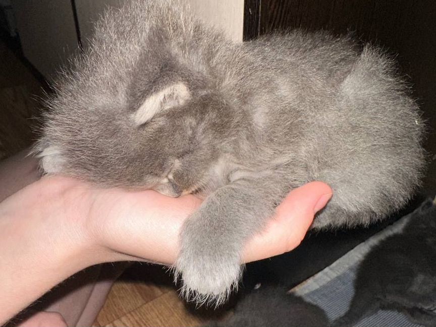 Британские котята