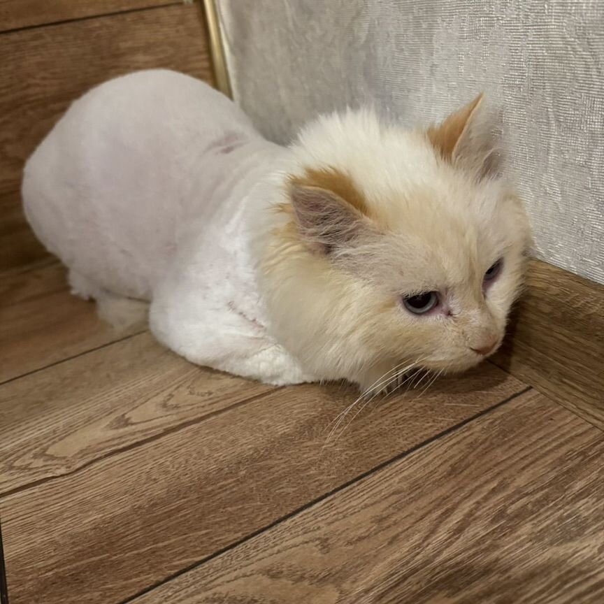 Симба ищет дом