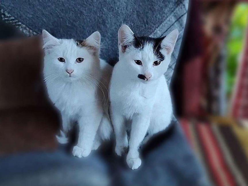 Котики бесплатно