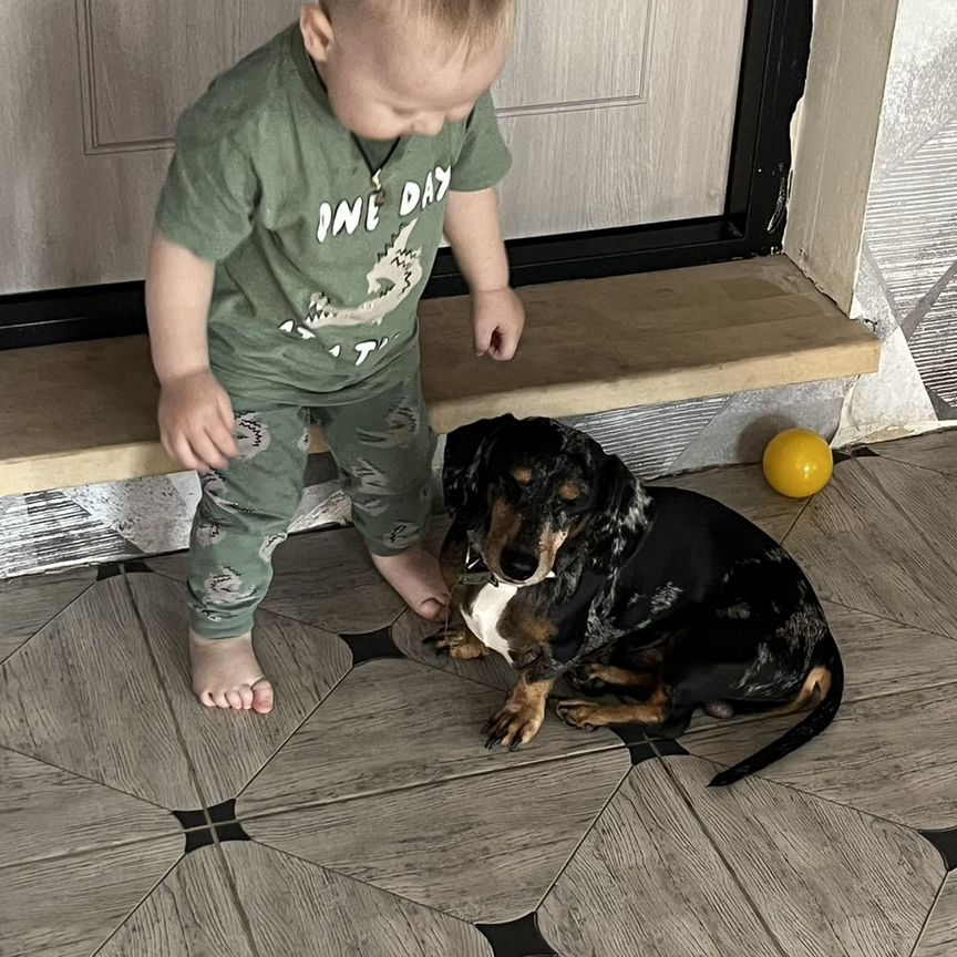 Отдам таксеныша