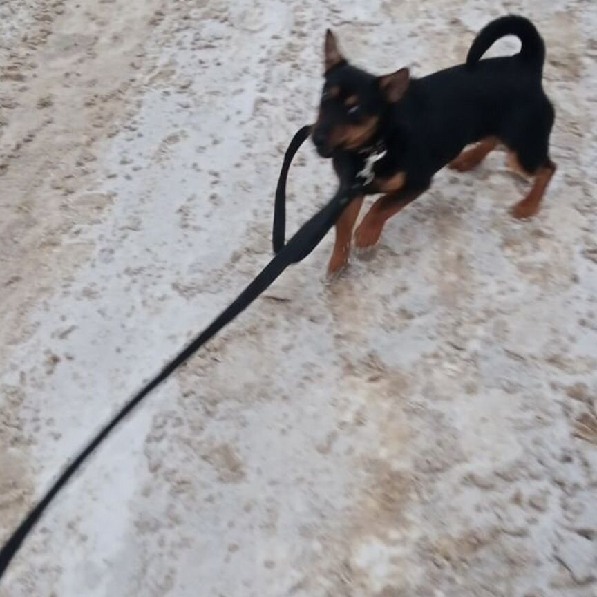 Немецкий охотничий терьер, щенок