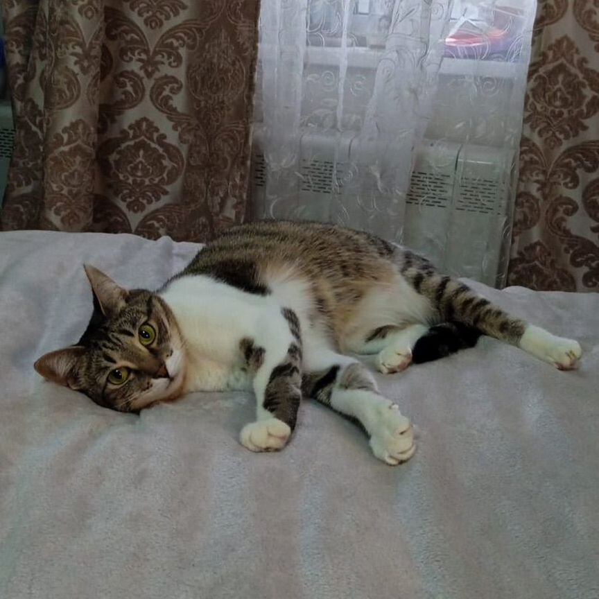Кошечка 2 года, стерилизована