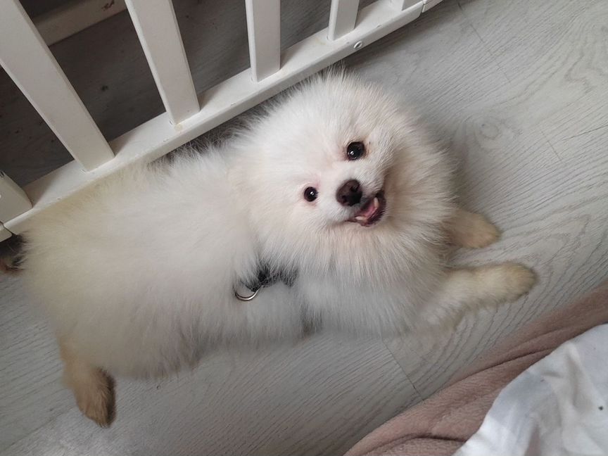 Померанский шпиц