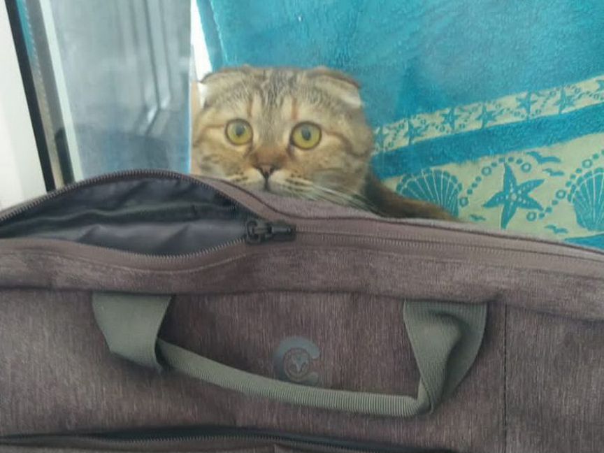 Кошечка вислоухая