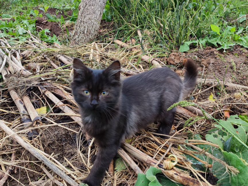 Черный котенок