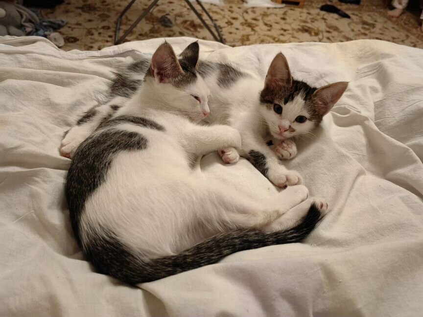 Котики в заботливые руки
