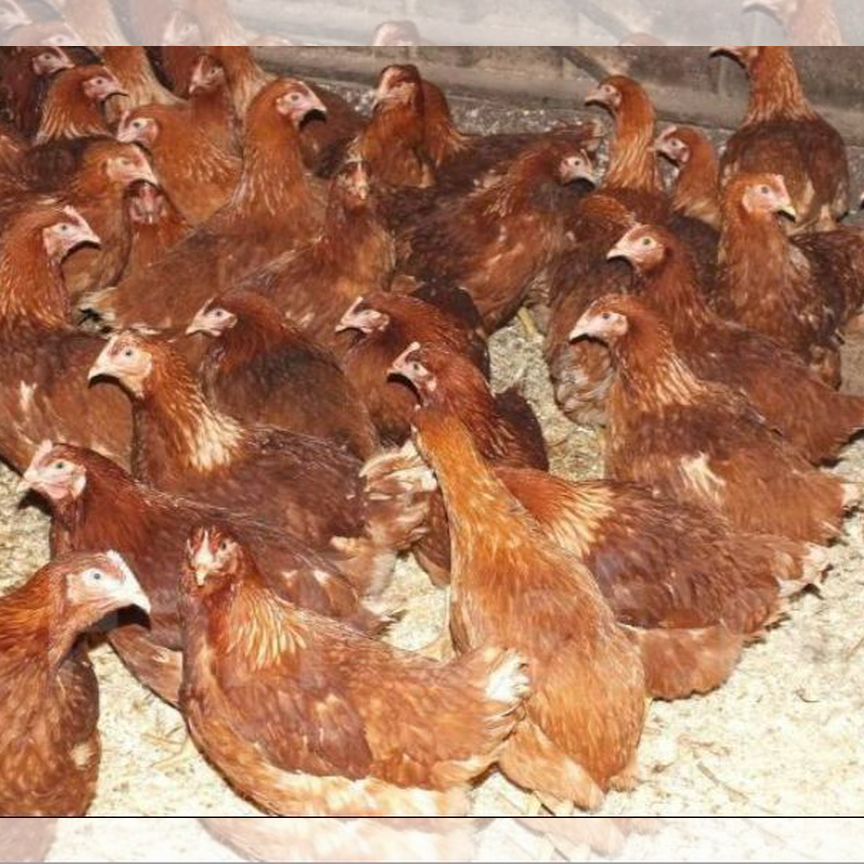 Куры несушки продам. Забронированы
