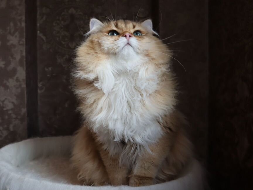 Британские котята золотая шиншилла