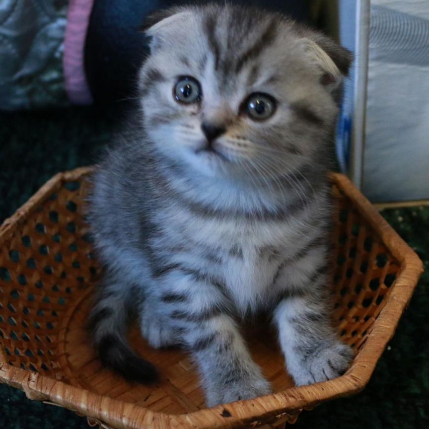 Шотландский вислоухий короткошёрстный котёнок