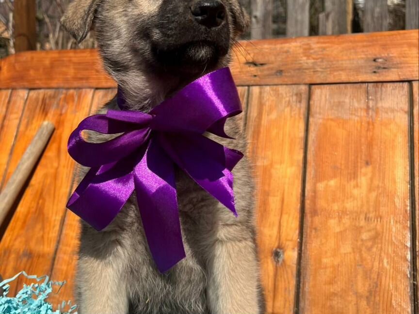 Марта ищет дом