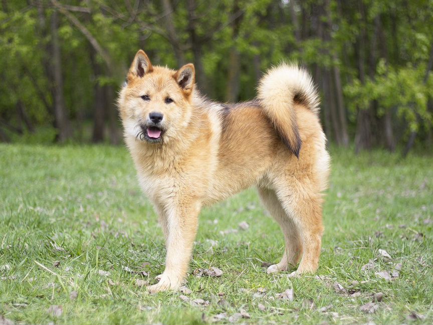 Отдам в добрые руки