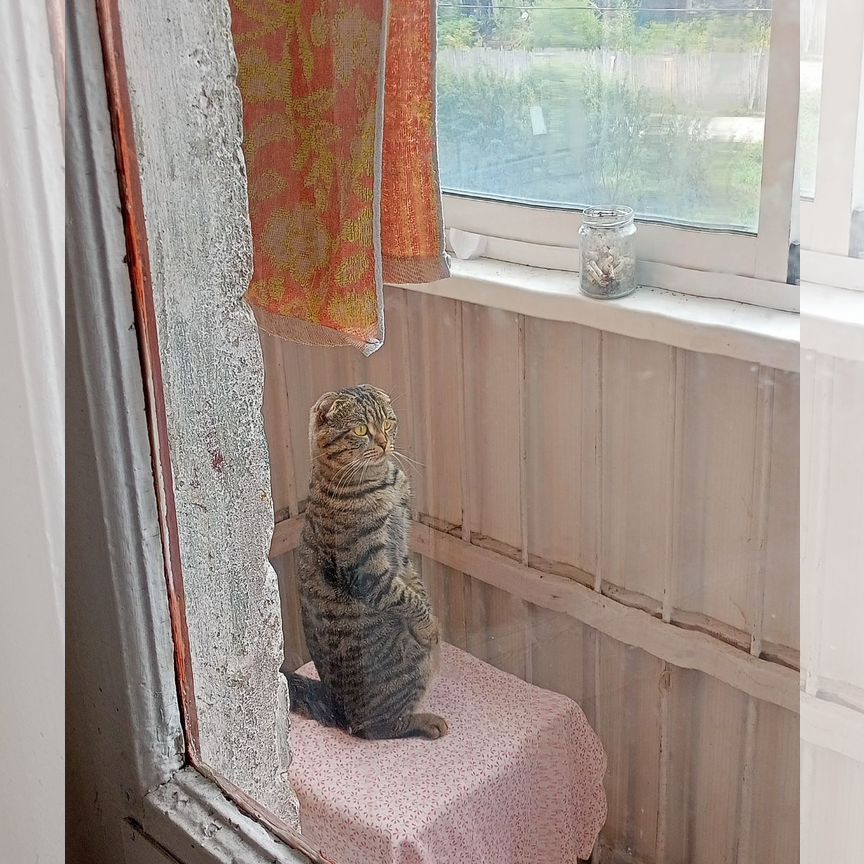 Взрослый кот в добрые руки