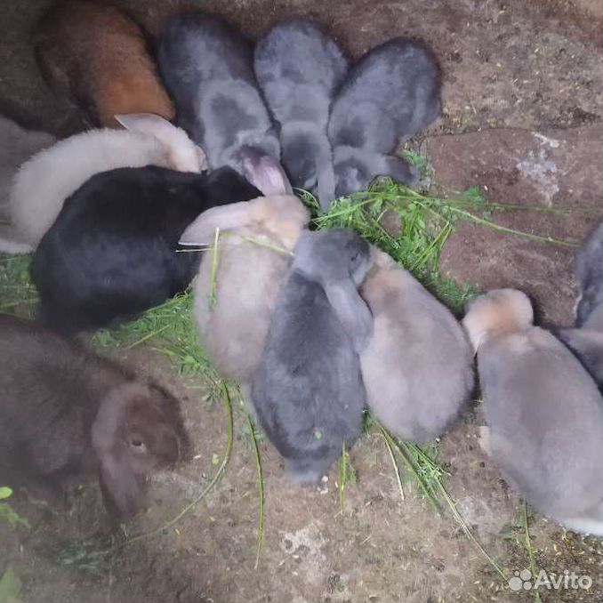 Кролики породы французский баран