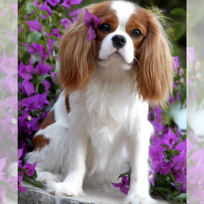 Кавалер кинг-чарльз-спаниель, щенок