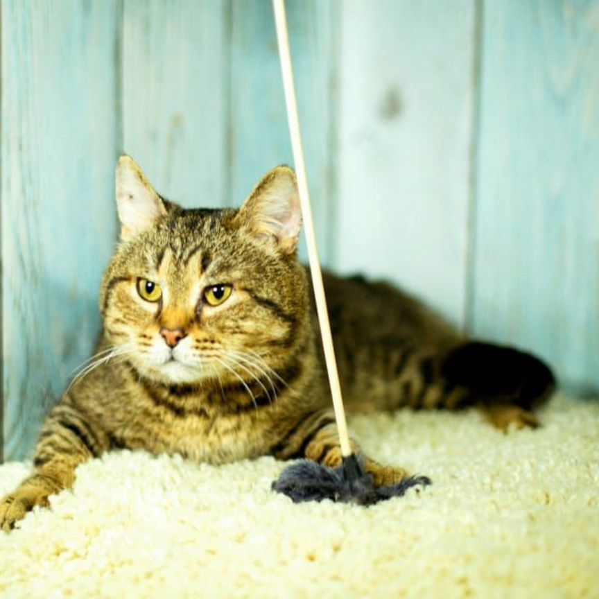 Очень добрый кот Кузенька в добрые руки