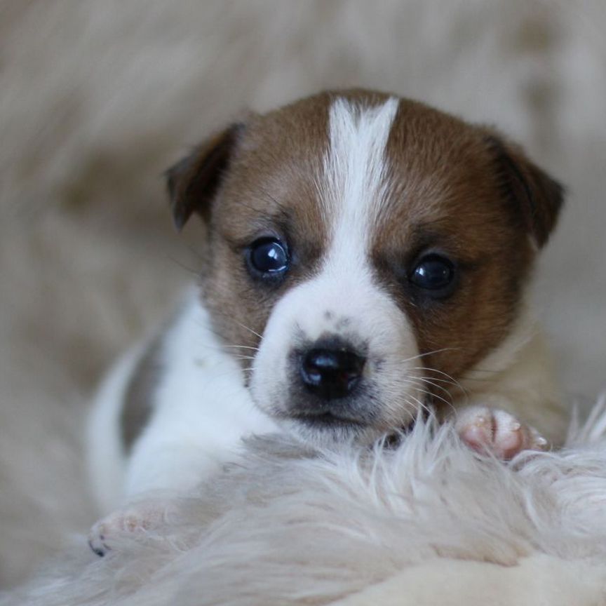 Джек-рассел-терьер, щенок