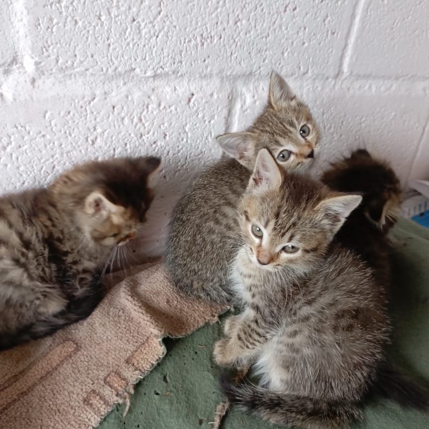 Отдам в добрые руки катят