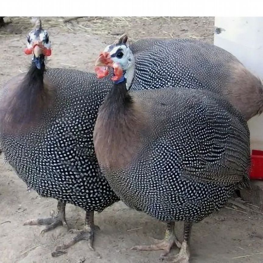 Куры и цесарки