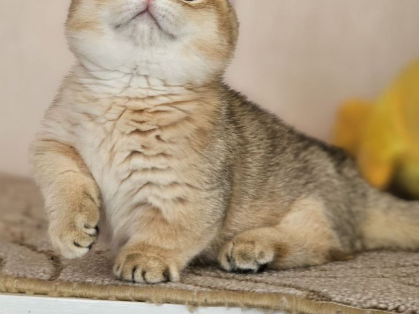 Коротколапый медвежонок