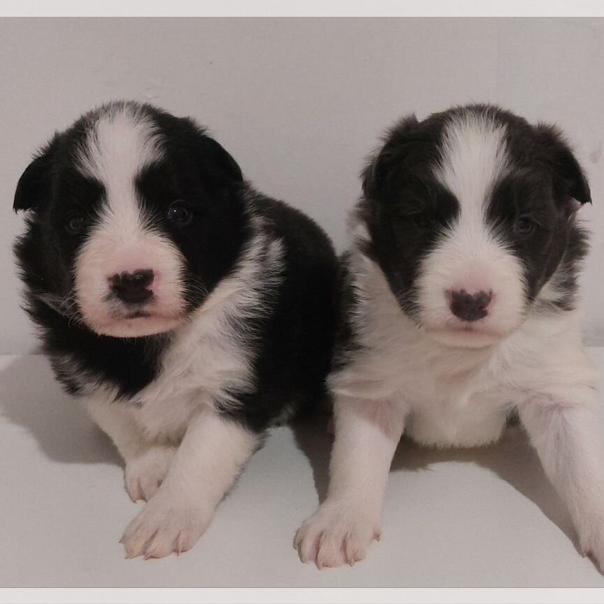 Бордер-колли, щенок