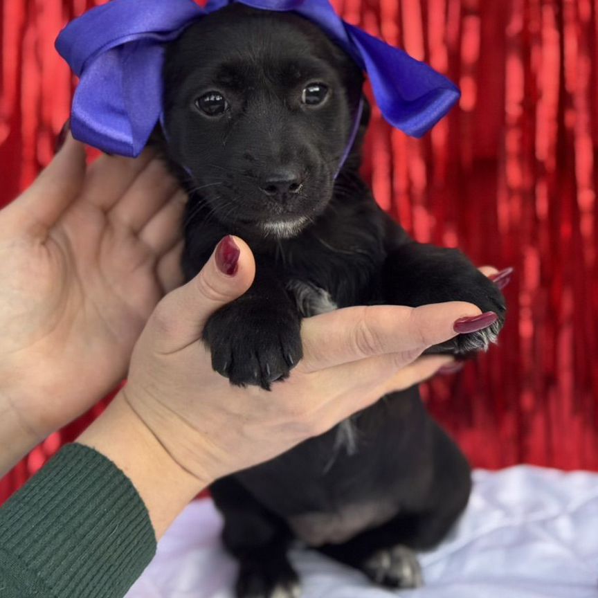 Вельш Корги Пемброк, щенок