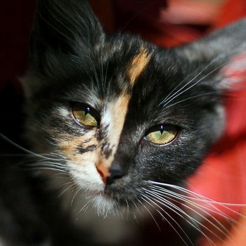 Кошечка подросток в добрые руки