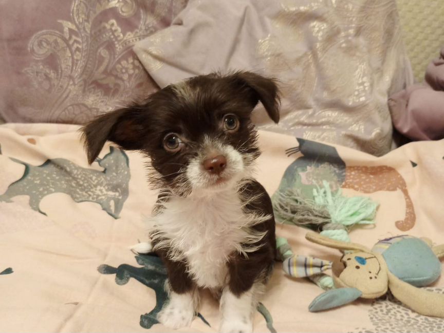 Щенок Чорки