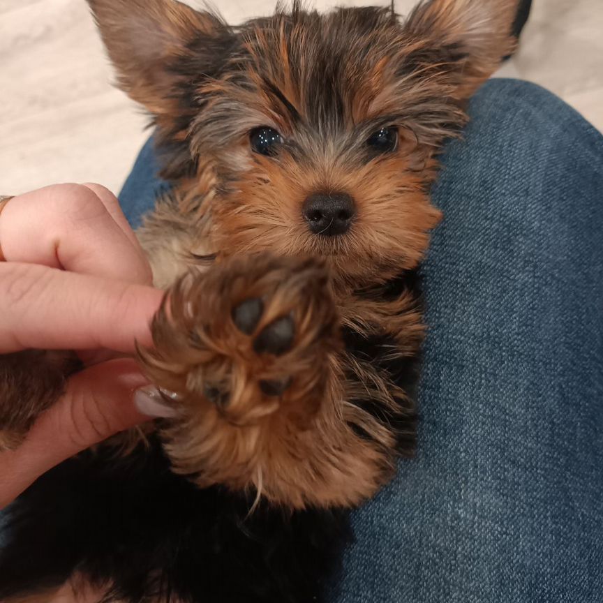 Йоркширский терьер