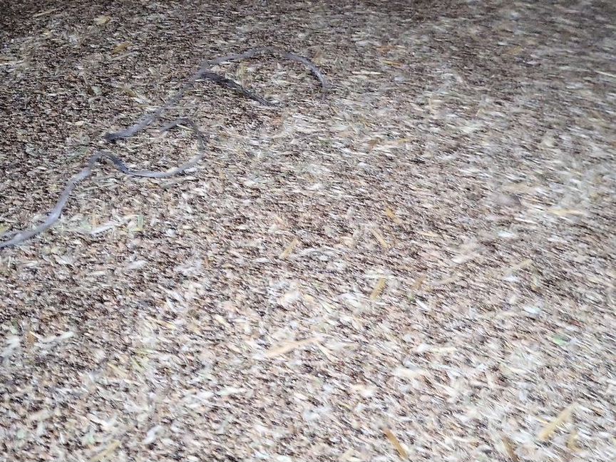 Зерно отходы