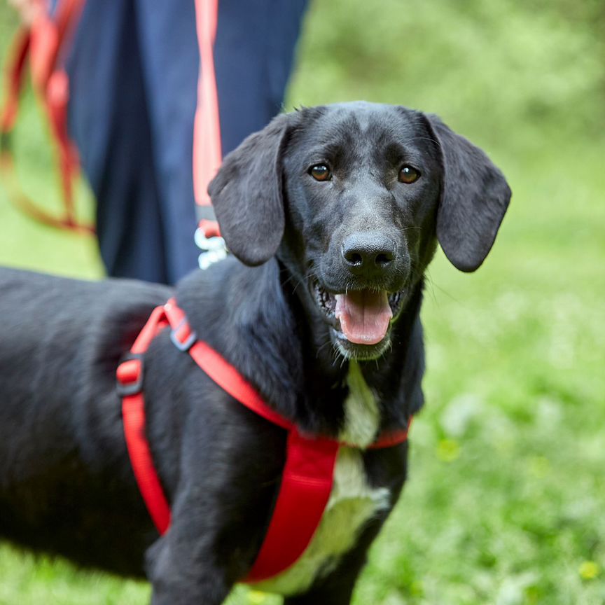Герда в добрые руки