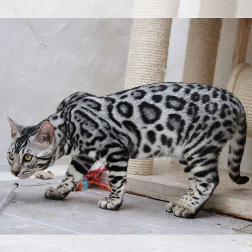 Серебро бенгальские котята silver Color