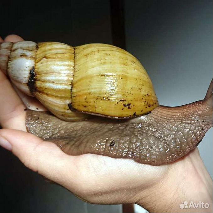 Улитки ахатины большие