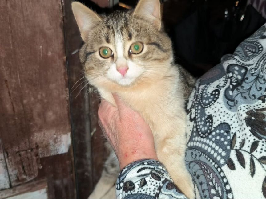Кошечка молодая. Мес 5