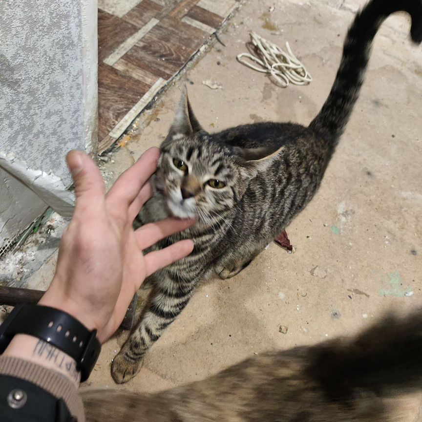 Отдам в добрые руки