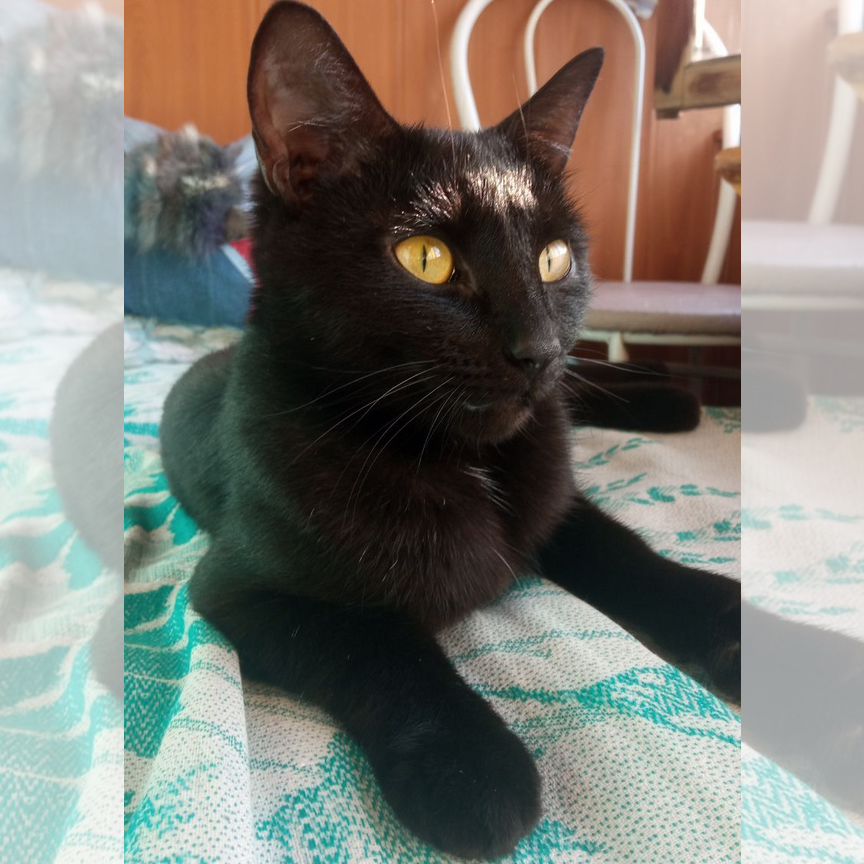 Нашлась чёрная кошка